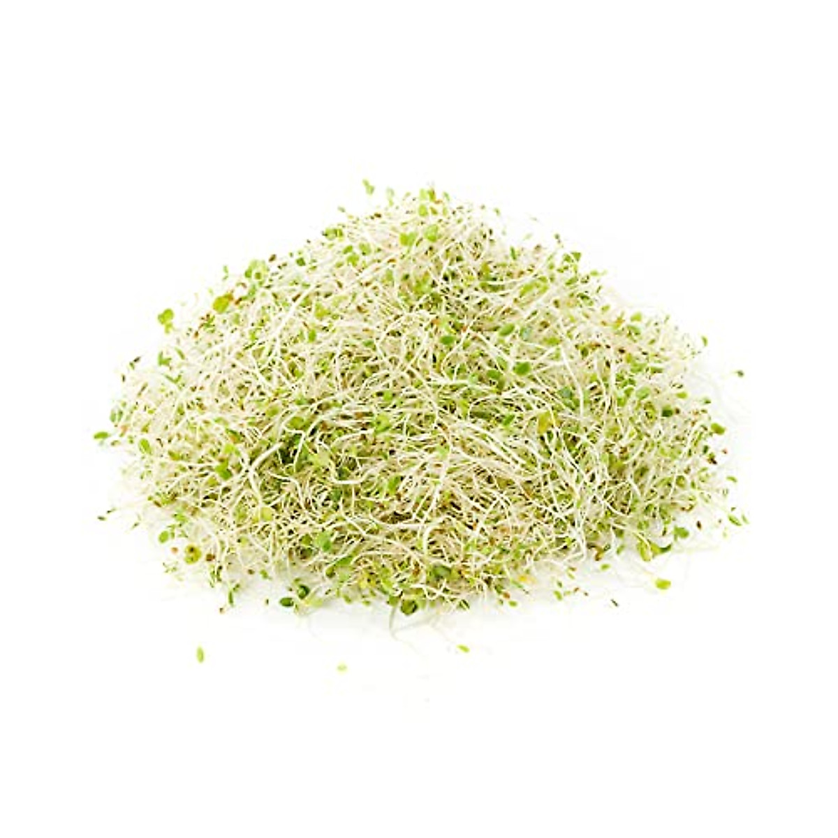Todd’s Seeds - Alfalfa Sprouting Seeds - Easy to Grow Bulk Alfalfa Seeds - Fast Growing Seeds with High Sprout Germination (1/4 Pound)