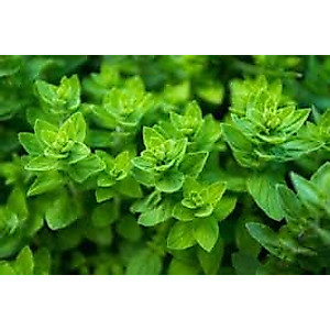 Nubiotic 4X Concentrate Oregano Oil for Chickens & Turkeys - 32 OZ