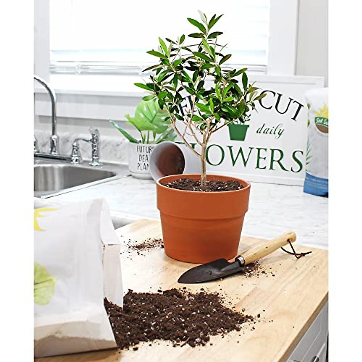Olive Tree Potting Soil Mix (8 Quarts), for Planting, Repotting, and Growing Olive Bushes/Plants