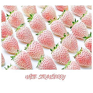 400+ Mix Strawberry Seeds for Planting Red Yellow Blue White Climbing Strawberry Heirloom Everbearing Fruit Sweet and Delicious