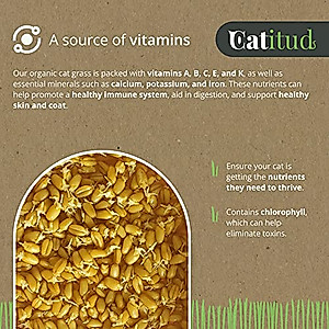 CATITUD | Cat Grass Growing Kit with 5 Packets HYDROPONIC Seeds | Cat Grass Kit Includes Pot with Non-Slip Base | Cat Grass for Indoor Cats with Planter, Best Gift for Cats