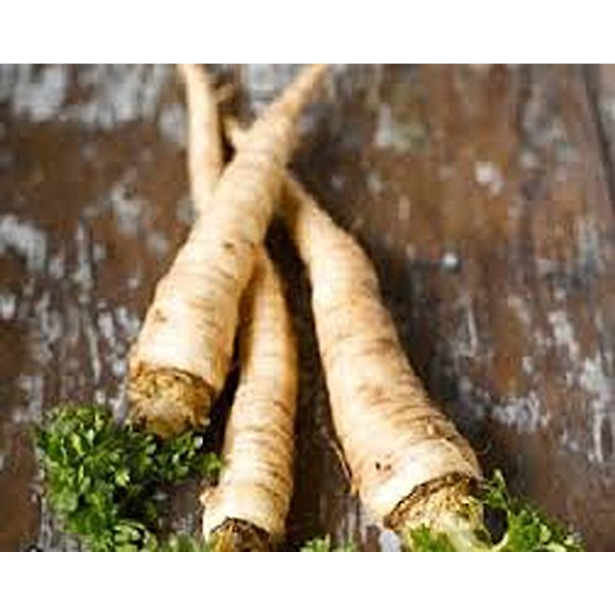 Parsnip, Harris Model, Heirloom, Non GMO, 50+ Seeds, Parsnip Seeds