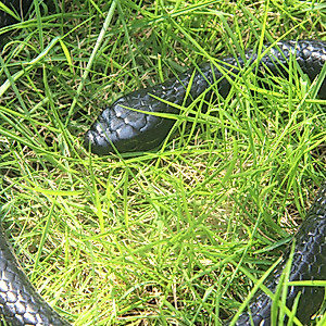 NAKIMO Realistic Rubber Fake Snake Toy 50 Inch Mamba for Garden Props and Practical Joke