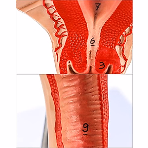 QWORK Human Female Uterus and Ovary Model, Female Genital Organ, Reproductive Organ Model, Uterine Medical Teaching Anatomical Gynecology Uterus and Ovary Model, Human Anatomy Replica