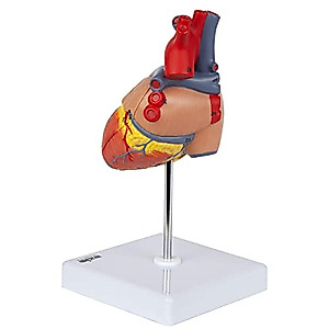 Axis Scientific Heart Model, 2-Part Deluxe Life Size Human Heart Anatomical Replica, 34 Anatomical Structures, 3D Heart Model Anatomy, Magnetic Design, Mounted Display Base, Detailed Product Manual