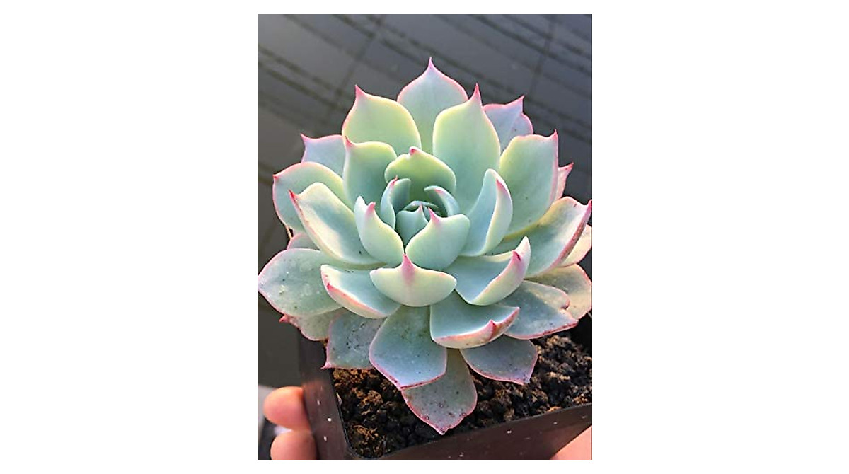 Seeds Of Strength: 200+ Succulent Seeds for Home & Garden