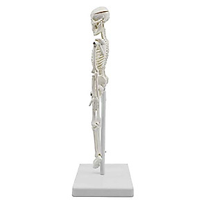 Miniature Human Skeleton Model, 8" Tall - with Mount & Stand - Anatomical Model, Articulated, Flexible Joints - Eisco Labs
