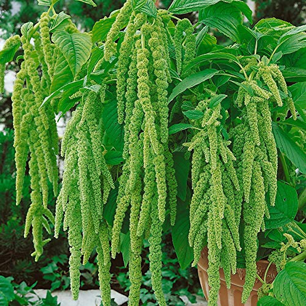 Outsidepride Amaranthus Green Love Lies Bleeding Garden Foliage Plant Bush Seeds - 5000 Seeds