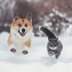 Safe Paw Pet Friendly Concrete Safe Powerful Salt Free Ice Melt for Driveways, Sidewalks, and Various Terrain, 22 Pound Flexicube (2 Pack)