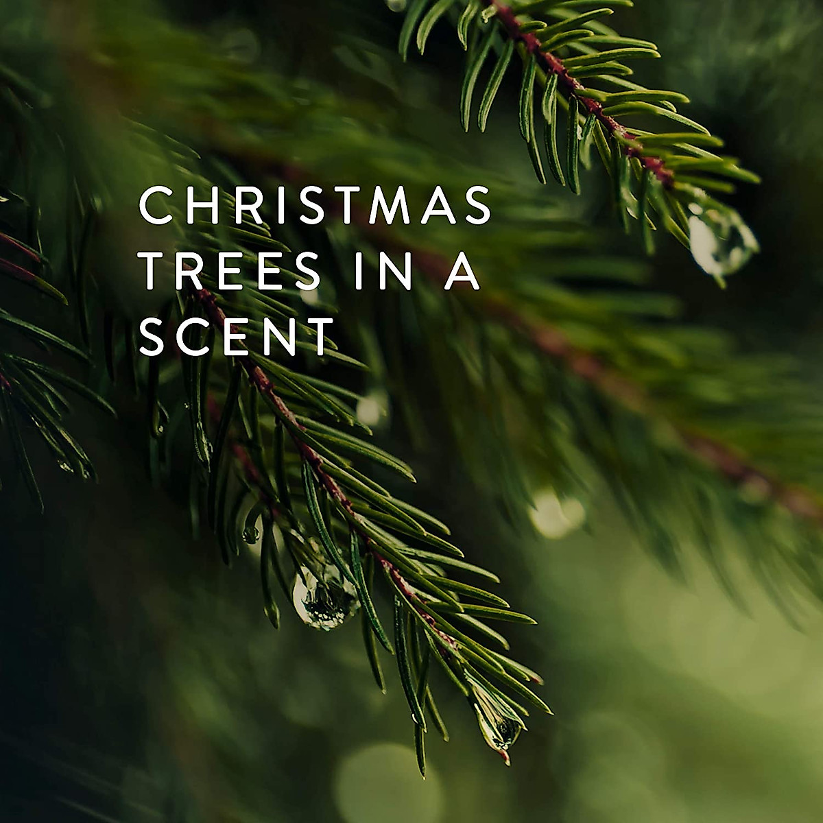 Thymes Frasier Fir Gilded Votive Candles - Scented Candles with a Crisp Just-Cut Forest Fragrance - Set of Three Ceramic Holiday Candles - Wood Grain, Gold, and White Candles (3 oz Each, Pack of 3)