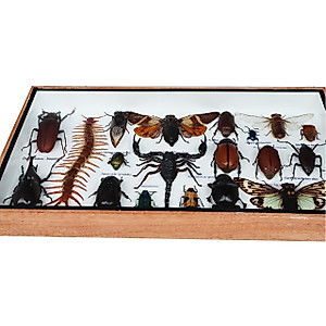 ThaiHonest Very Rare Real MIXS Insect Taxidermy Set in Boxes Display for Collectibles