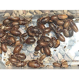 Bad Ass Bugs 200 Large Dubia Roaches