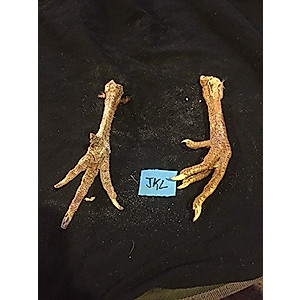 2 Real Chicken Feet Taxidermy Arts Witchcraft Spell Voodoo Hoodoo