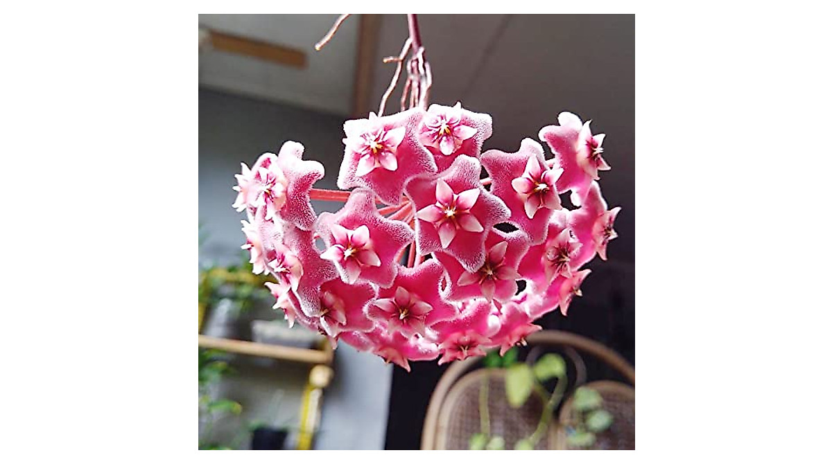 Hoya Carnosa Wax Plant Seeds: Easy Grow Fragrant Flowers