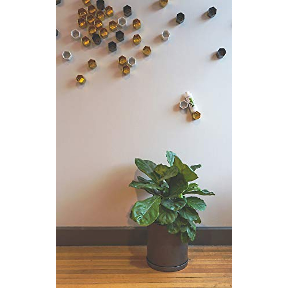 Fiddle Leaf Fig Tree Fertilizer | Ficus Plant Food | Improves Leaves and Branches | Potted Indoor Trees and House Plants Treatment by Aquatic Arts
