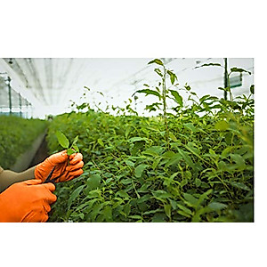 ASAP Orange Nitrile Powder Free Examination Gloves, Disposable, 4.5 mil, Orange (Box of 100) (Medium)