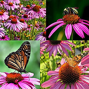 Purple Coneflower Seeds, Over 5300 Echinacea Seeds for Planting, Non-GMO, Heirloom Flower Seeds