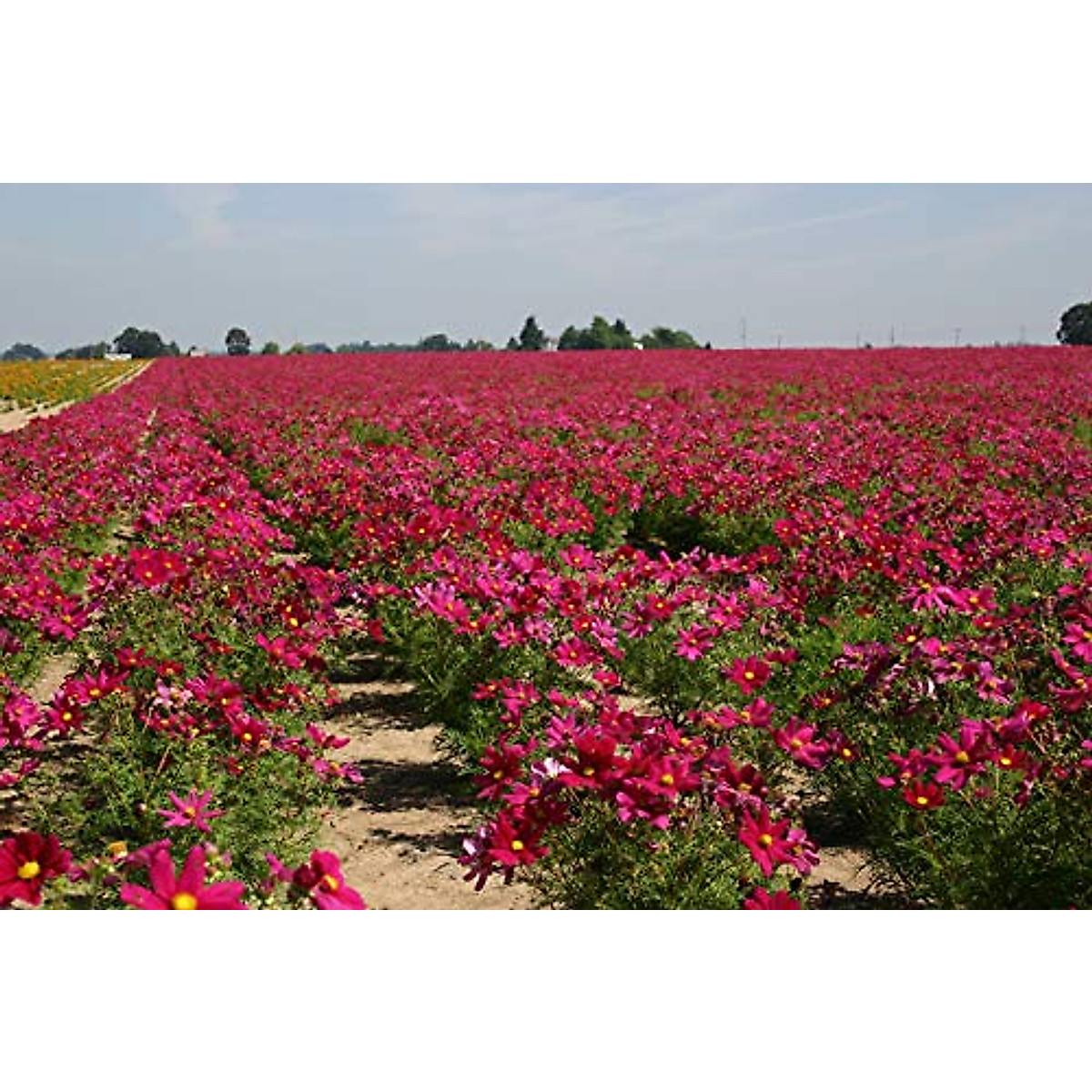 "Dwarf Red" Cosmos Flower Seeds for Planting, 100+ Heirloom Seeds Per Packet, (Isla's Garden Seeds), Non GMO Seeds, Scientific Name: Cosmos Bipinnatus, Great Home Flower Garden Gift