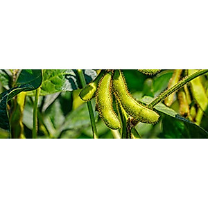 Midori Giant Edamame Seeds for Planting, 25+ Heirloom Seeds Per Packet, (Isla's Garden Seeds), Non GMO Seeds, Botanical Name: Glycine max, Great Home Garden Gift