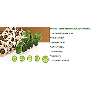 Organic Moringa Seeds | 1000 Seeds Approx.| Premium Quality | PKM1 Variety | Edible | Planting | Moringa Oleifera| Malunggay | Semillas De Moringa | Drumstick Tree | Non-GMO | Product from India