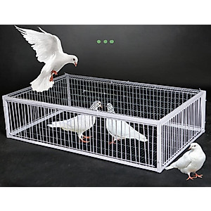 Andowns Big Foldable Galvanised Pigeon Dove Bird Trap Cage Feral Pigeon Humane Way with The one-Way Entrance Trapping Pigeons Doves in Cages 1 (40x30x26cm / 17x13x10inch 4 Entrances)