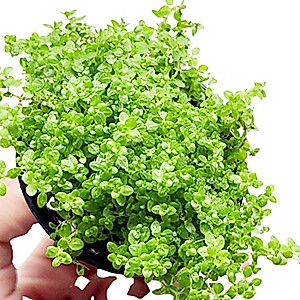 Planterest - Dwarf Baby Tears Hemianthus Callitrichoides 'Cuba' Potted Live Aquarium Plant Tropical Freshwater Decorations BUY2GET1FREE