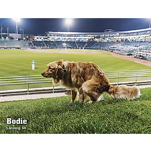 Pooping Pooches White Elephant Gag Gift Calendar