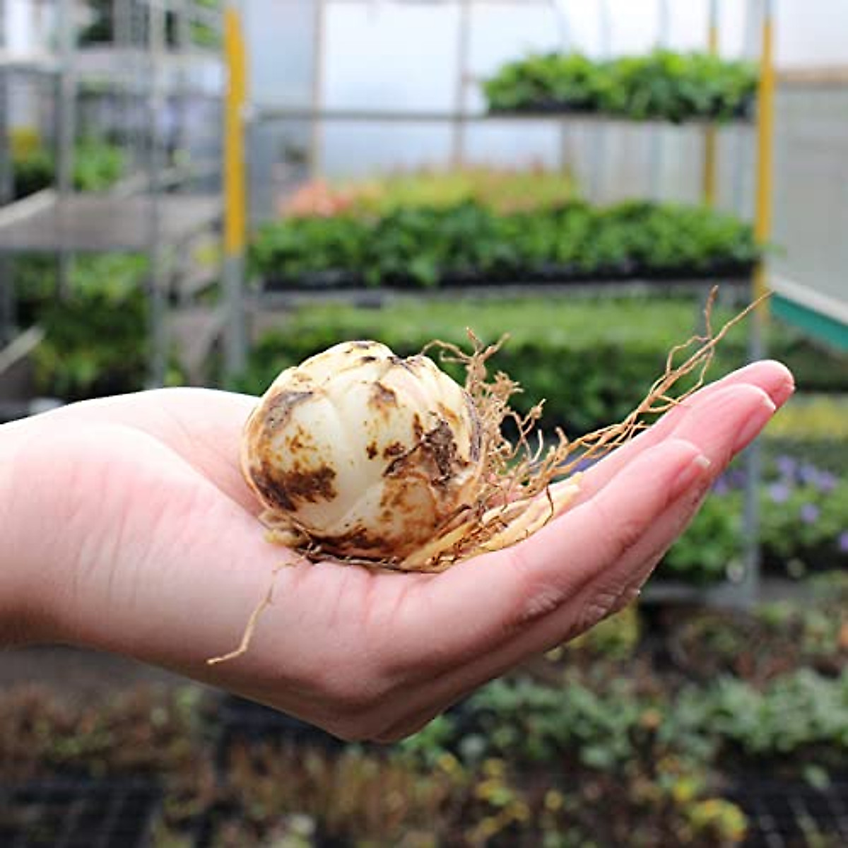 5 Stargazer Lily Bulbs for Planting Perennial, Lily Bulbs for Spring Planting, Lilies Flower Bulbs Outdoors Garden