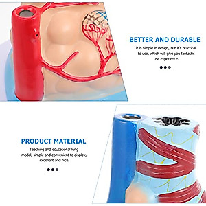 Scicalife Manikin Body Human Respiratory Lung Model Respiratory Large Alveolus Model Experiment Model Manikin