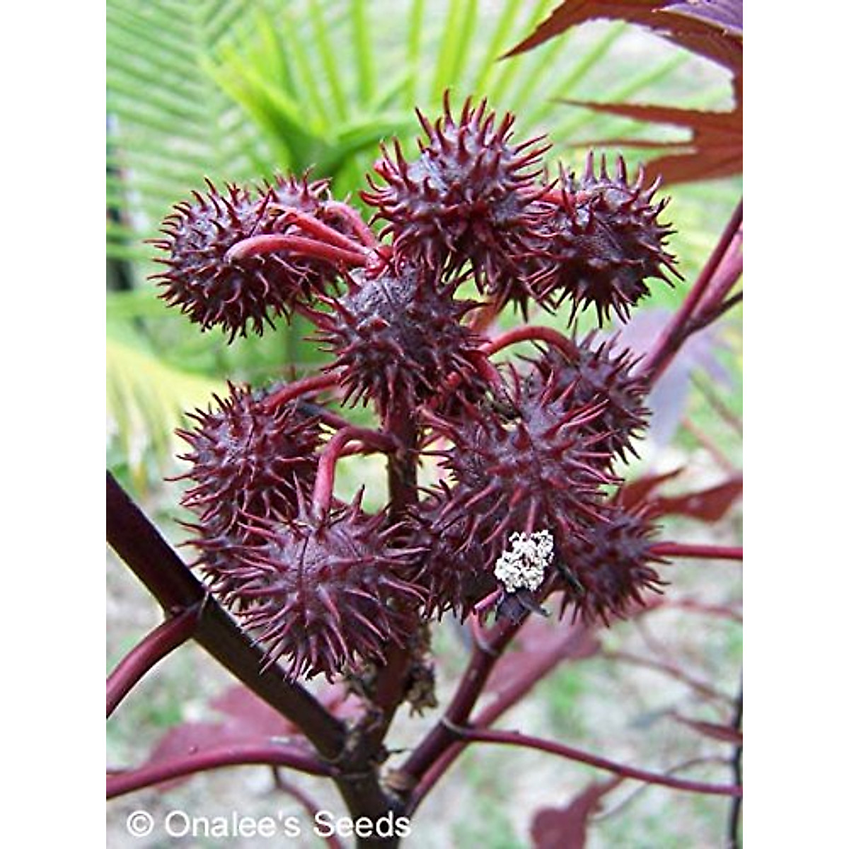 Onalee's Seeds Castor Bean -Deep Purple- New Zealand Purple, Tropical Look, Fast Growing - Ricinus Communis, (16+ Seeds) Grown in and Shipped from USA!