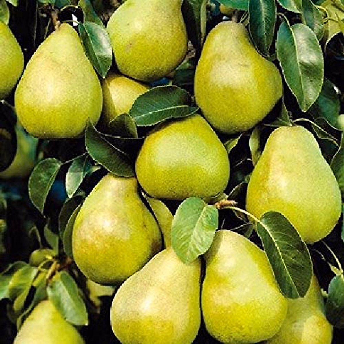 20 Seeds of Mixed Pears Trees, Bartlett, Kieffer, Green Anjou, Red Anjou, Asian Singo Pears Trees Seeds