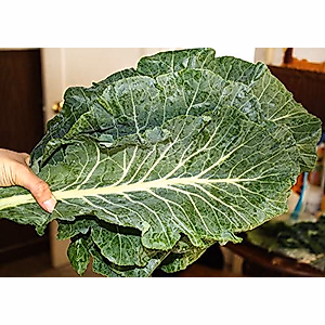 100+ Giant Collard Georgia Southern Seeds Herb Collards Heirloom Non-GMO from USA