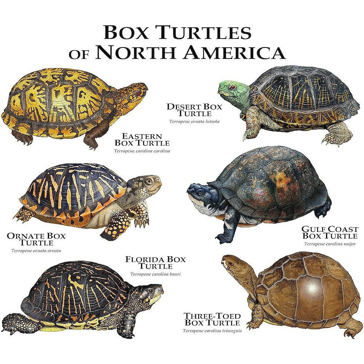 CafePress Box Turtles Of North America Mug Ceramic Coffee Mug, Tea Cup 11 oz