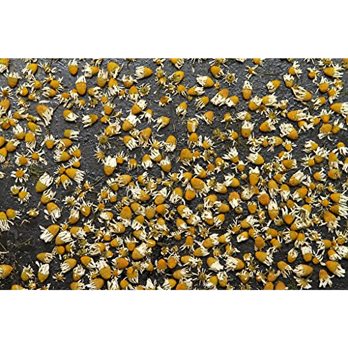 Herb Seeds - German Chamomile - Medicinal, Flowering, and Edible - Liliana's Garden