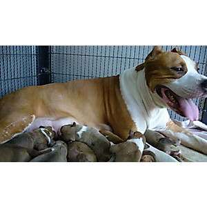 PRO-FERRIC 100 CC. Liquid Tonic Best Pet Booster Blood Support for Dogs Puppies Iron & Multi Vitamins Supplement Super Increasing Animal Immunity Energy & Power, Folic B6 B12 Promotes Red Blood Cell