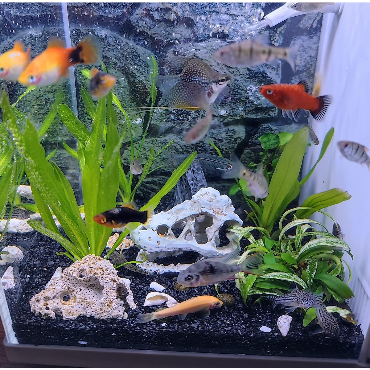 AWXZOM Desert Reptile Decor Skull Fish Tank Decorations Bearded Dragon Accessories Desert Reptile Decor Bearded Dragon Decor, Snake Tank Decor (Cattle+ Dinosaur)