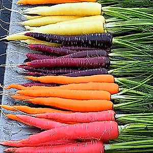 Rainbow Carrot Seeds - A Delicacy Prised by Gourmet Restaurants - 900 Seeds