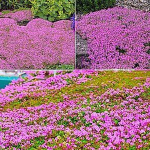 13000+ Magic Carpet Creeping Thyme Seeds - Beautiful Ground Cover Flower Seeds Perennial Flower Seeds for Landscaping