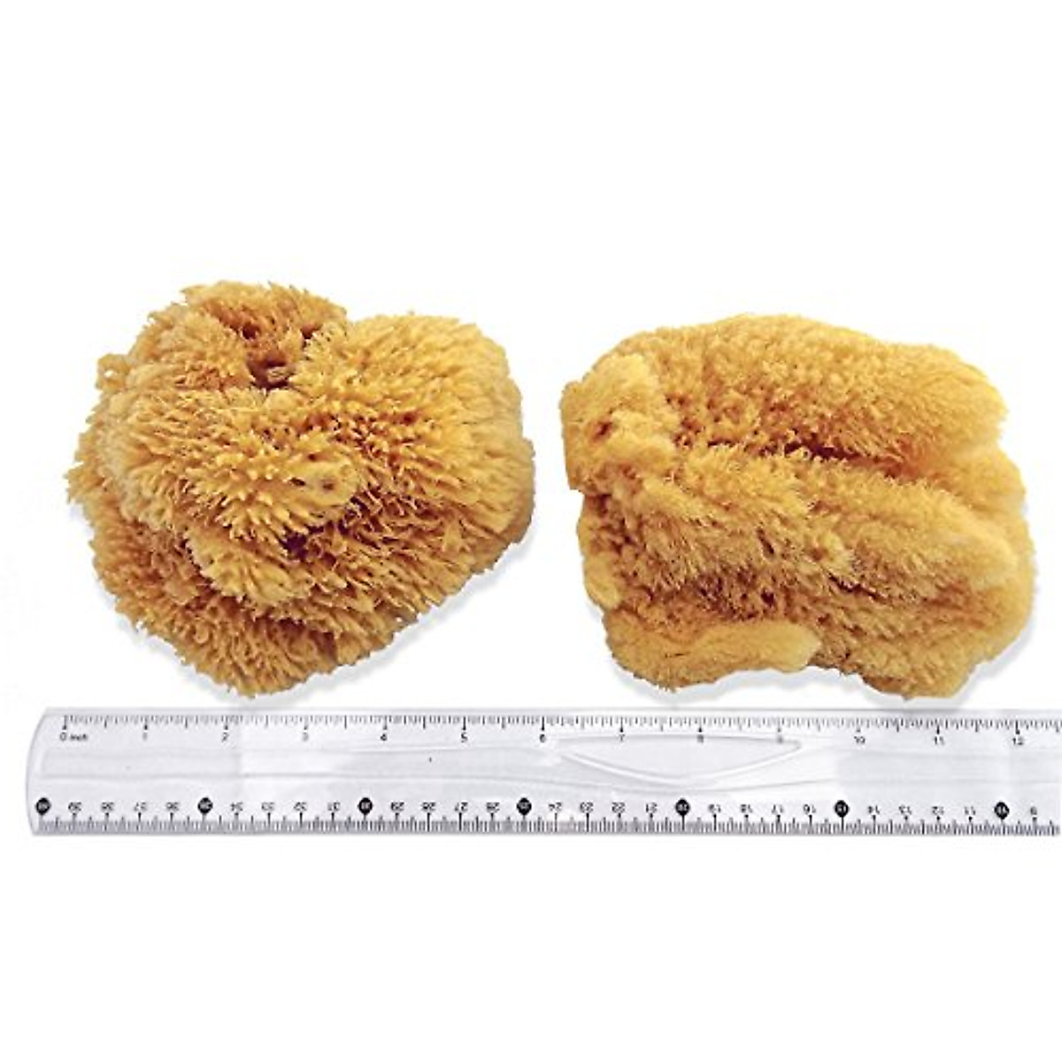 Natural Sea Sponges for Artists - Unbleached 5"-5.5" 2pc Value Pack: Great for Painting Decorating Texturing Sponging Marbling Effects Faux Finishes Crafts & More