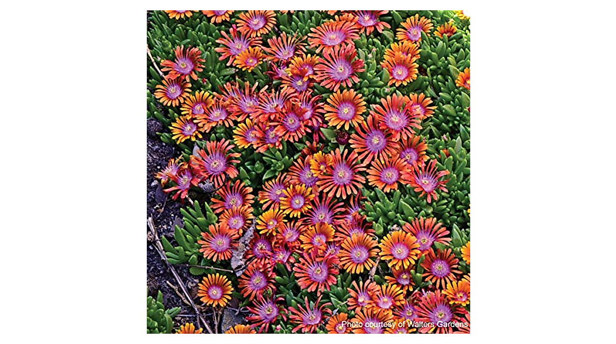 Delosperma 'Fire Spinner' Ice Plant - Vibrant Groundcover for Sunny Gardens