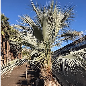 CHUXAY GARDEN 7 Seeds Brahea Armata,Mexican Blue Palm,Blue Hesper Palm Large Evergreen Tree Attractive Appearance Great Ornamental Plant