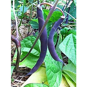 Royal Burgundy Bush Bean Seeds for Planting, 30 Heirloom Seeds Per Packet, (Isla's Garden Seeds), Non GMO Seeds, Botanical Name: Phaseolus vulgaris, Great Home Garden Gift
