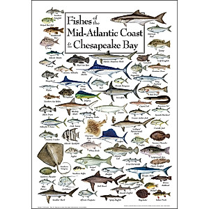 Earth Sky + Water - Fishes of the Mid-Atlantic Coast & Chesapeake - Poster