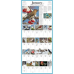 Audubon Songbirds and Other Backyard Birds Picture-A-Day Wall Calendar 2021