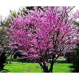 Judas Tree Bonsai European Redbud Tree of Love Flowering Cercis Siliquastrum Sakura 15 Seeds for Planting