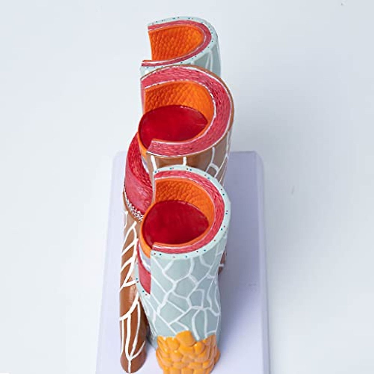 Removerable Teaching Model Human Blood Vessels Model 14 X Enlarged Anatomy Model Arteriovenous Cardiovascular Model Medical Teaching Anatomy