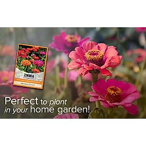 Zinnia Seeds for Planting Outdoors Flowers (Thumbelina) - Flower Seed Packet Annual Flower Heirloom, Non-GMO Variety- 800mg Seeds Great for Summer Seeds for Flower Gardens by Gardeners Basics