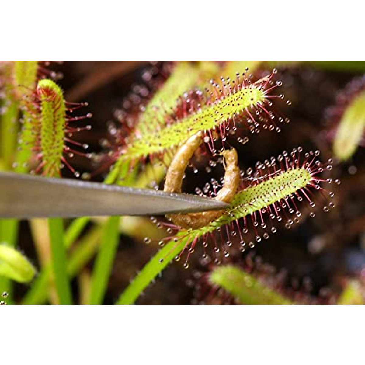 2oz Bloodworms, Freeze Dried Fresh Grade A Floating Bloodworms for All Tropical Fish, Bettas, Discus, Cichlids, Community 0.125 Pound (Pack of 1)