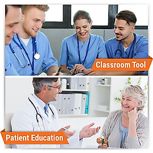 4-Piece Artery Model | Human Body Anatomy Replica of Artery w/Plaque Build Up for Doctors Office Educational Tool | GPI Anatomicals