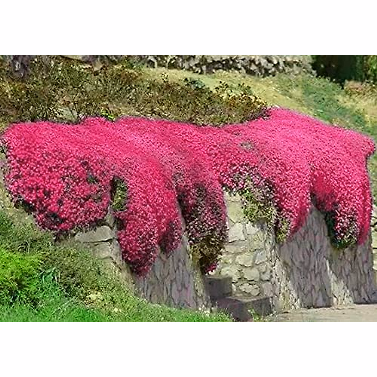 2000+ Red Creeping Thyme Seeds for Planting Thymus Serpyllum - Heirloom Ground Cover Plants Easy to Plant and Grow - Open Pollinated